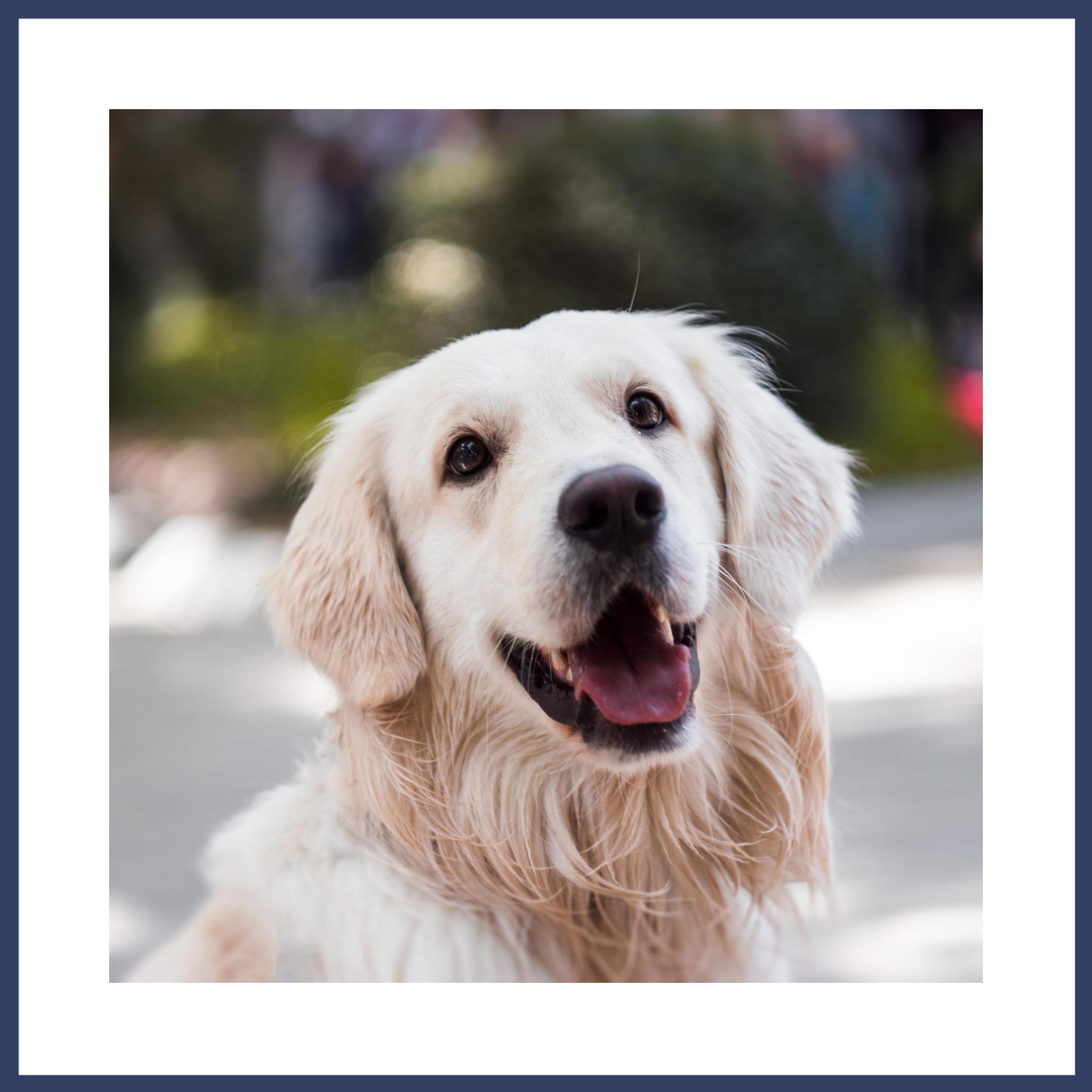 nca_insta_photo_dog – NAMI CA